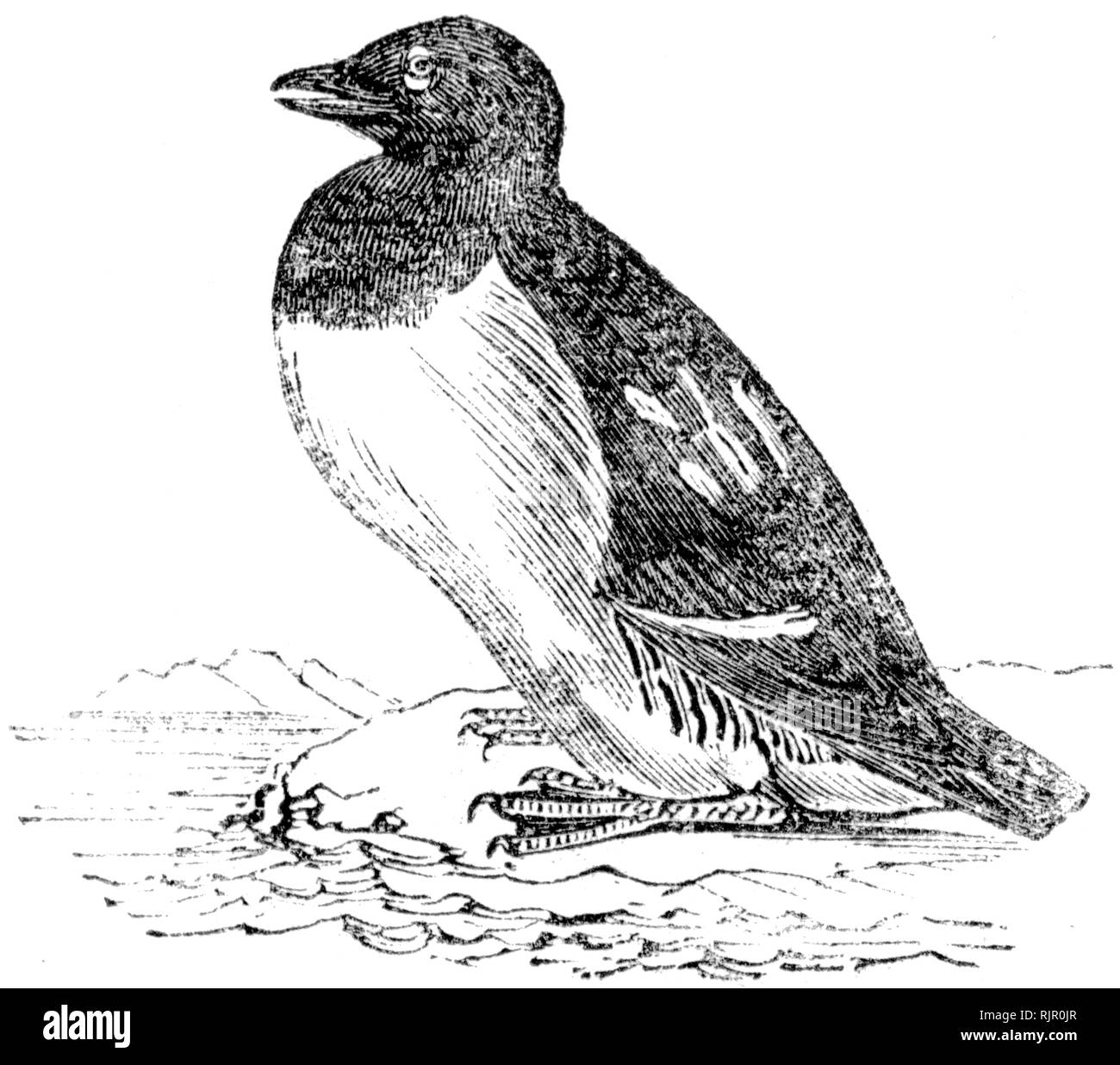 Common: Wood cut engraved illustration, taken from 'The Treasury of ...