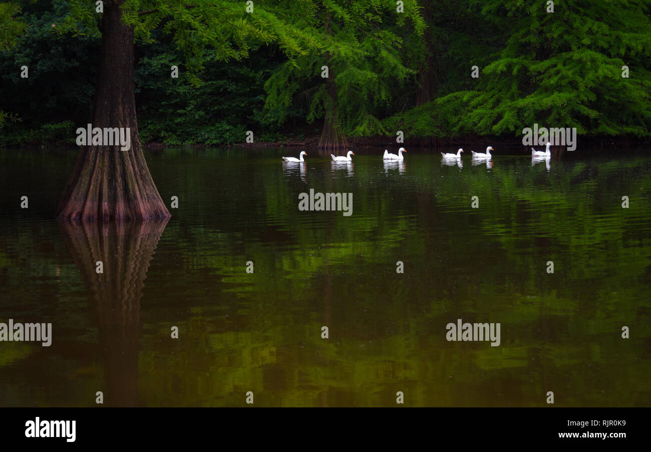 Wild geese in the lake surrounded by beautiful green trees and foliage ...