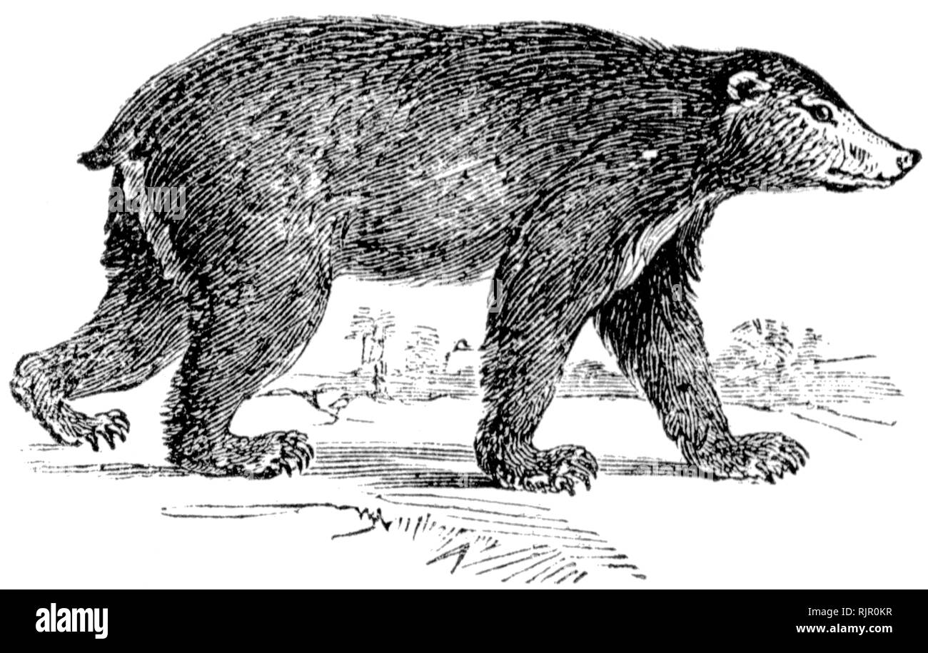 Prochilus malaynus hi-res stock photography and images - Alamy