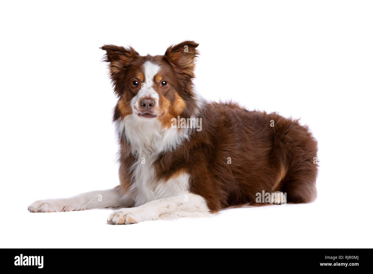 Border collie lying down hi-res stock photography and images - Alamy