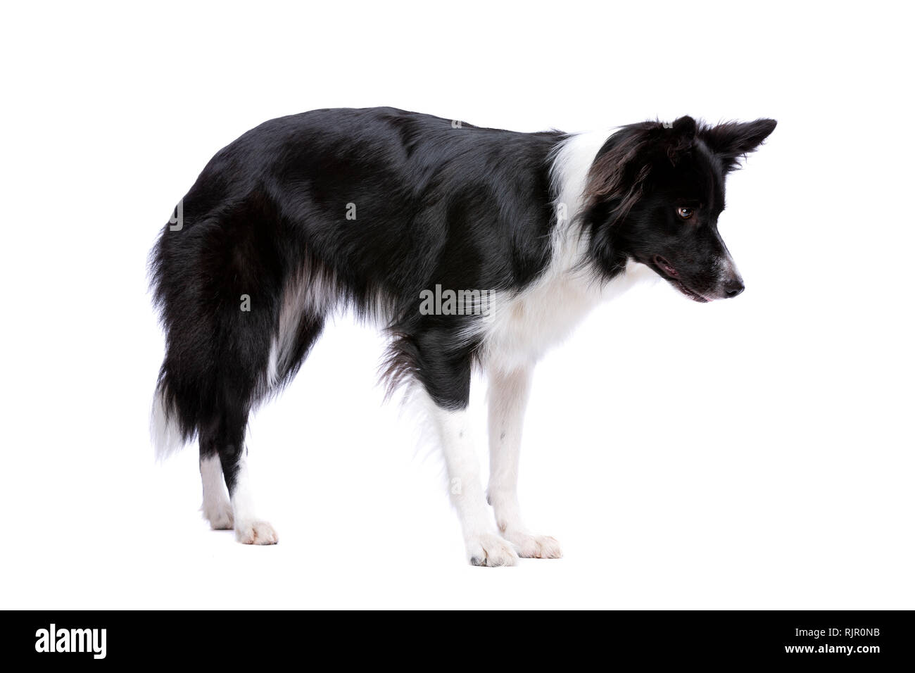 Border collie dog standing in front of a white background Stock Photo ...