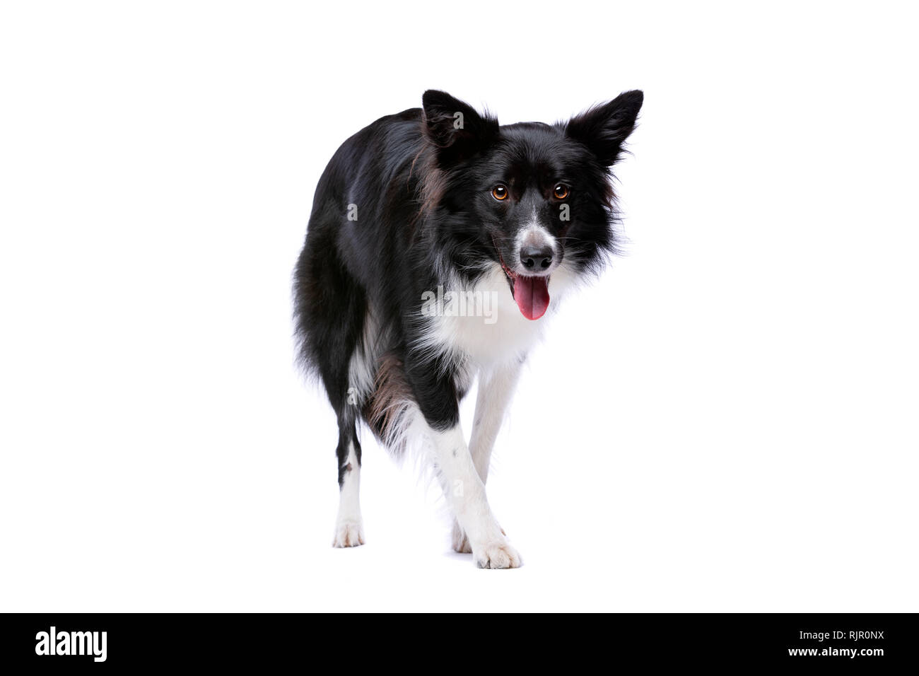 Border collie dog standing in front of a white background Stock Photo ...