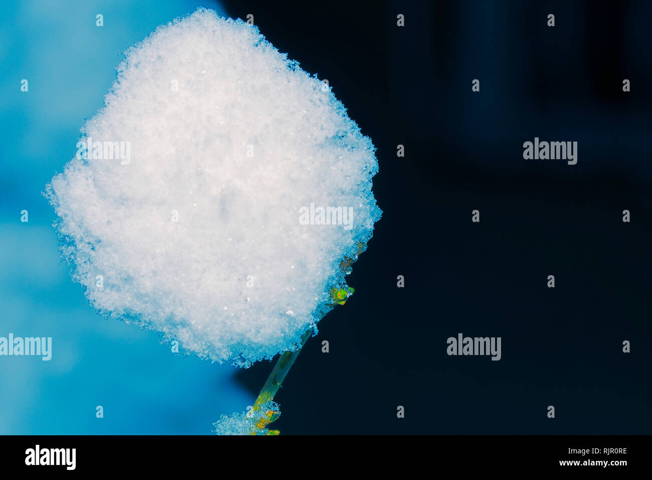 Fluffy snow on a branch Stock Photo - Alamy