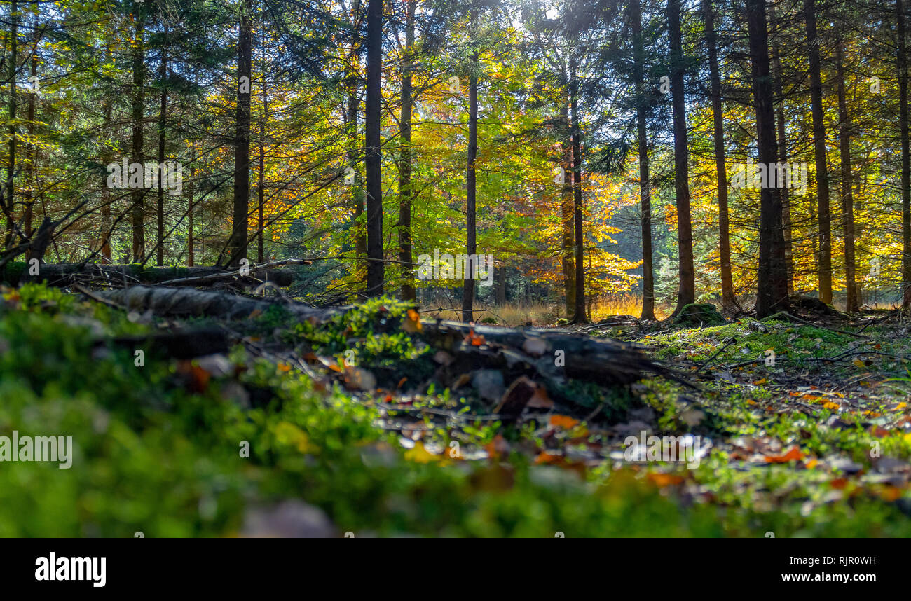 colorful idyllic low angle forest scenery at autumn time Stock Photo ...
