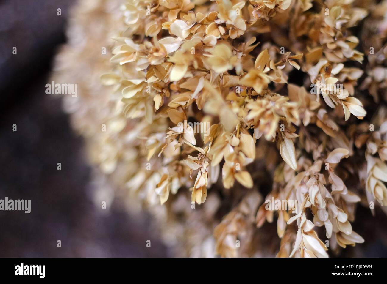 Brown bur bush hi-res stock photography and images - Alamy