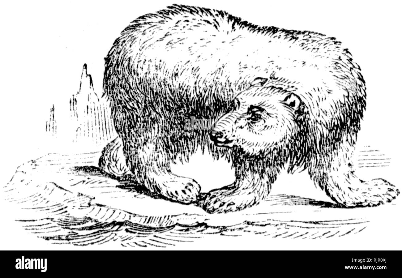 Wood cut engraved illustration, taken from 'The Treasury of Natural ...