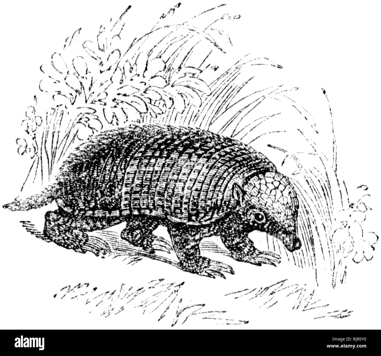 Poyou armadillo hi-res stock photography and images - Alamy