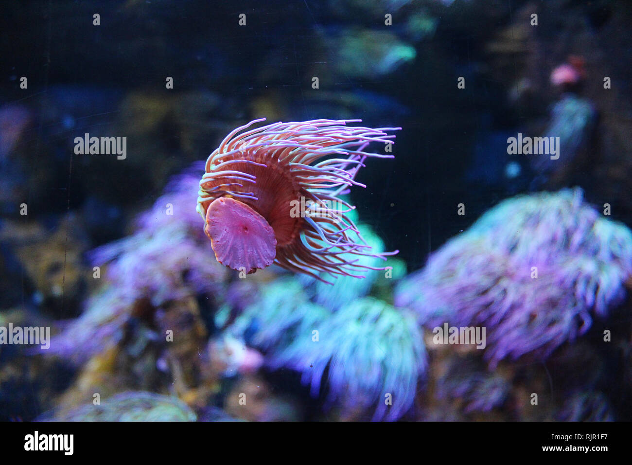 Marine life sea anemone hi-res stock photography and images - Alamy