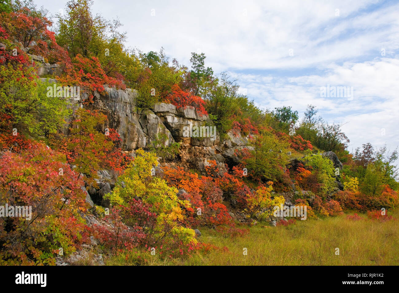 Autumn colours on display in the Carso karst limestone area of Friuli ...