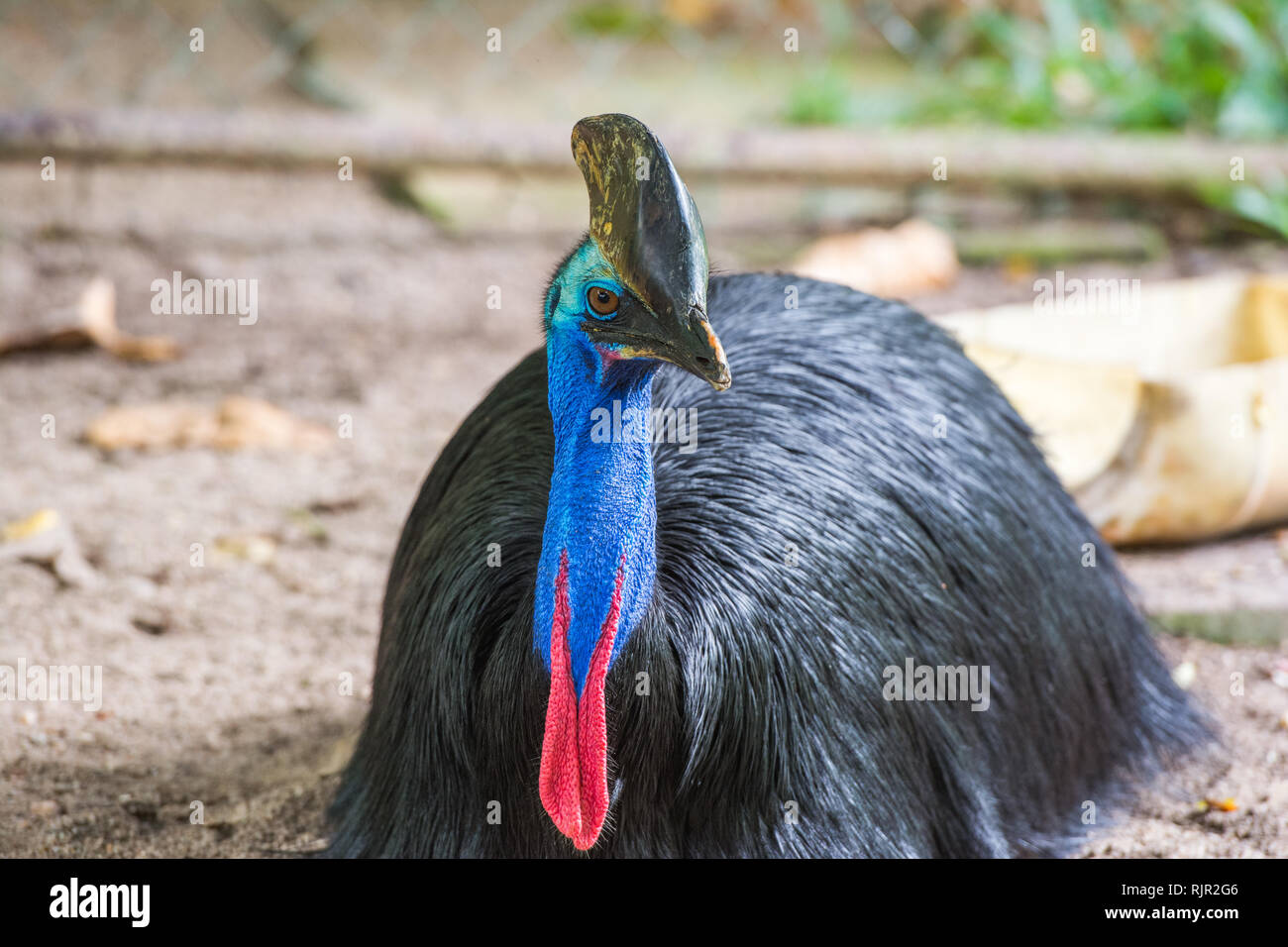Cassowary in zoo hi-res stock photography and images - Alamy
