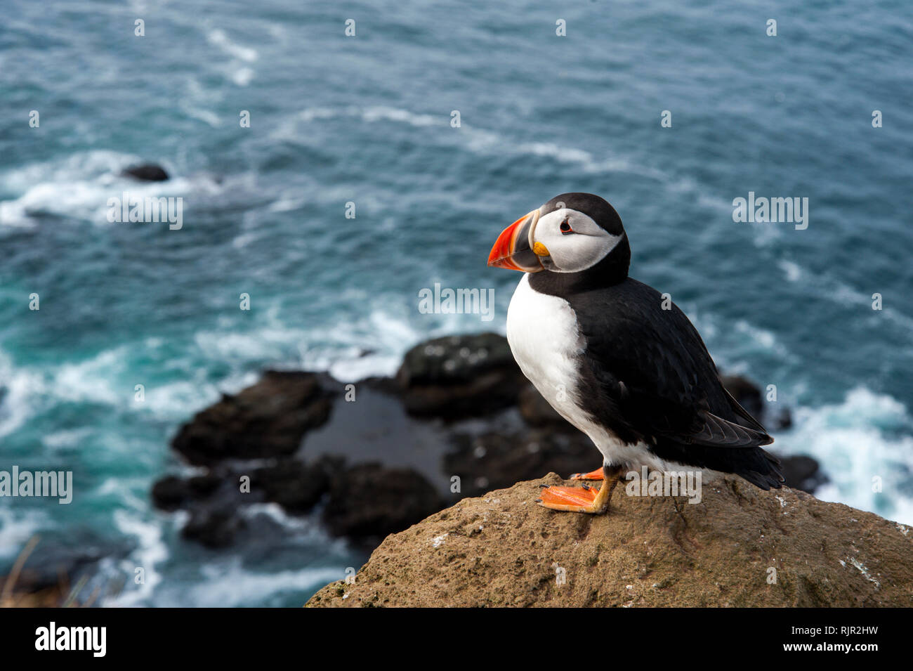Colorful atlantic puffin sitting on a cliff Stock Photo - Alamy
