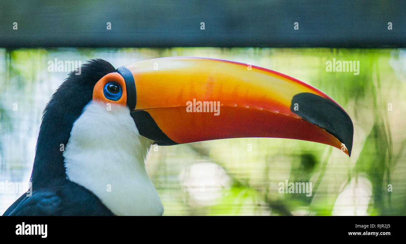 Brazilian toucan portrait in zoo Stock Photo - Alamy