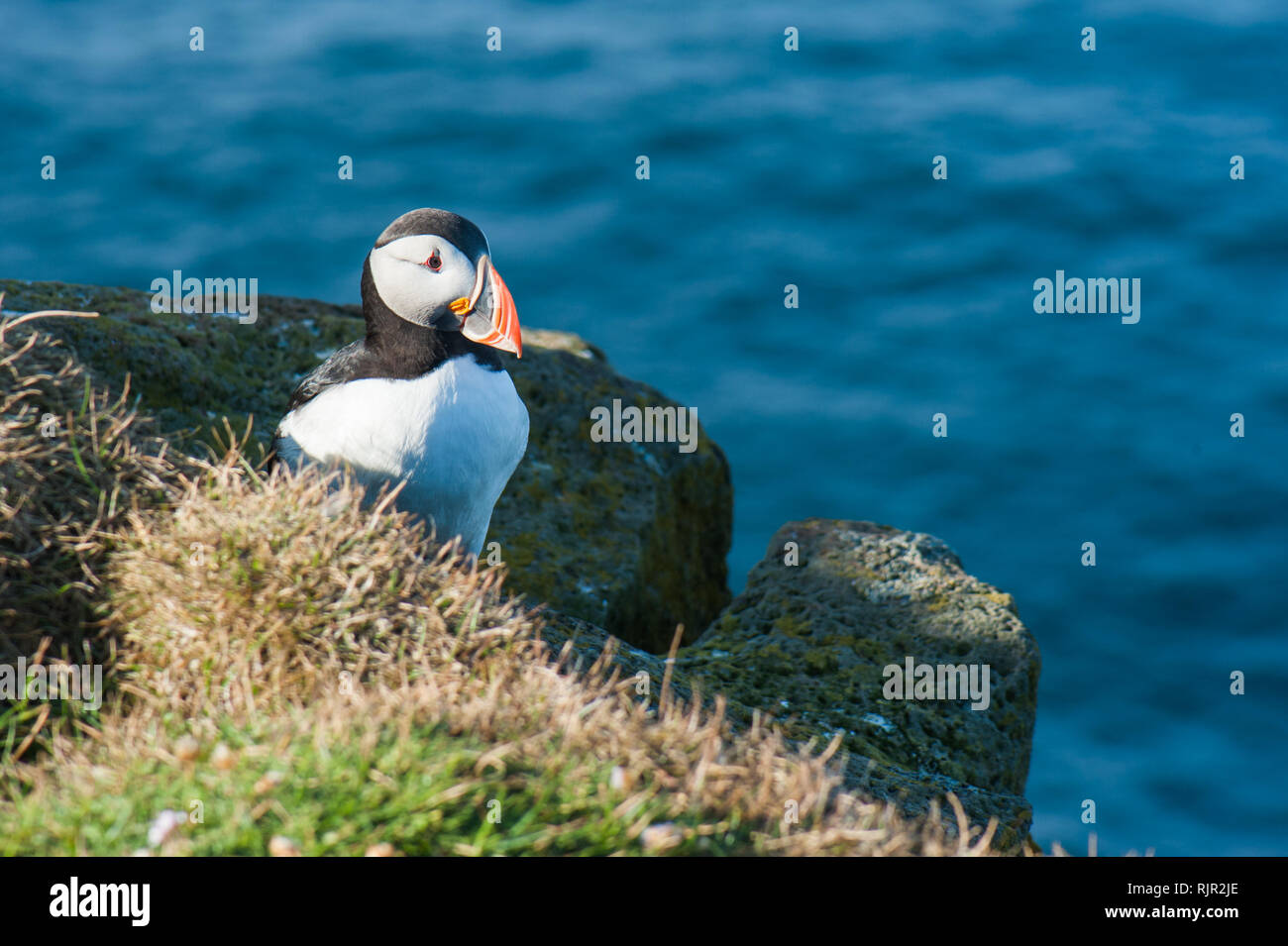 colorful atlantic puffin sitting on a cliff Stock Photo - Alamy