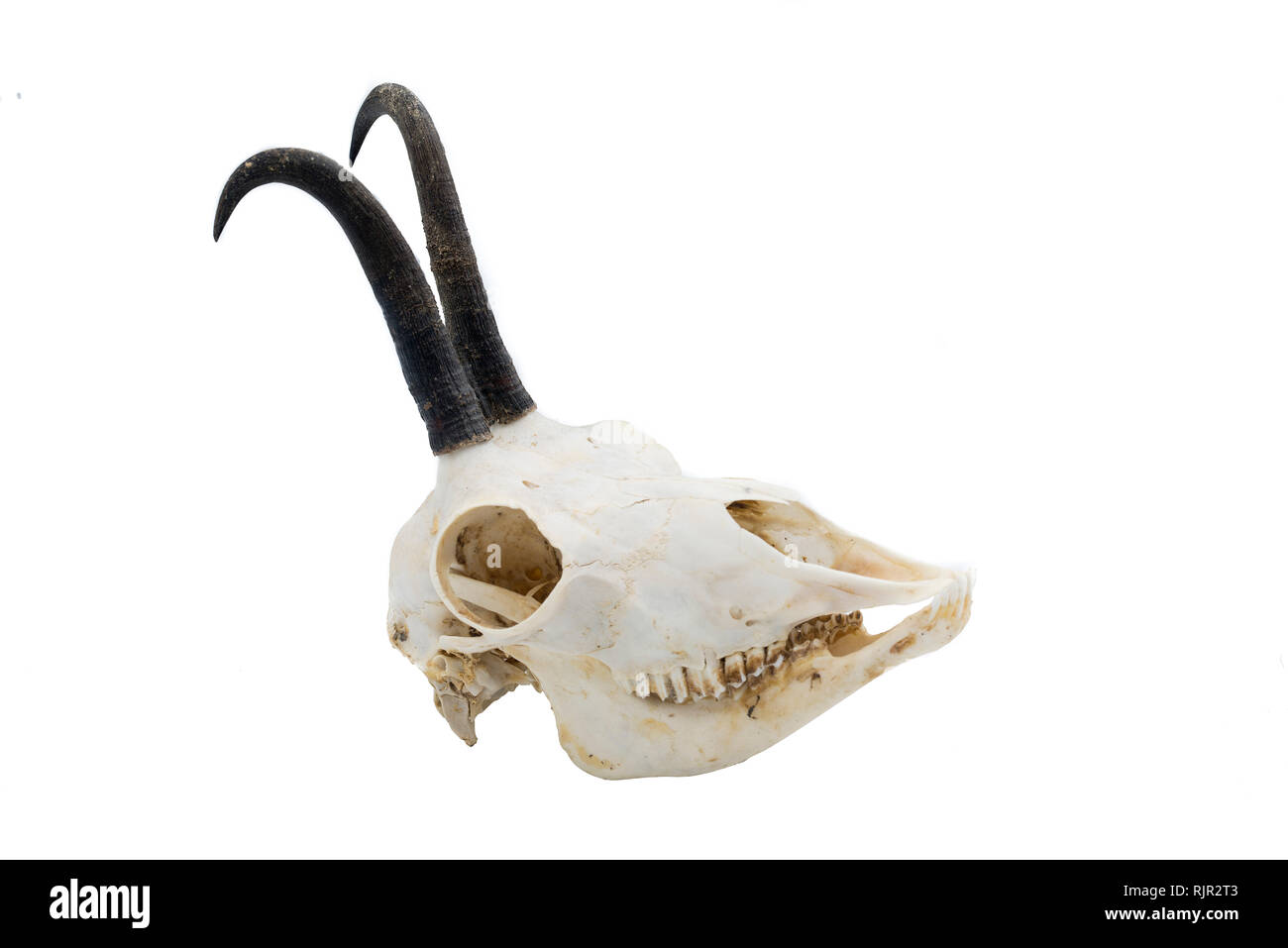 Chamois (rupicapra rupicapra carpatica), Mammal Skull, Horns Stock ...
