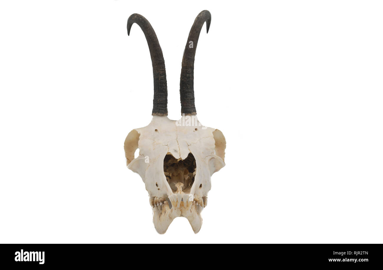 Chamois (rupicapra rupicapra carpatica), Mammal Skull, Horns Stock ...