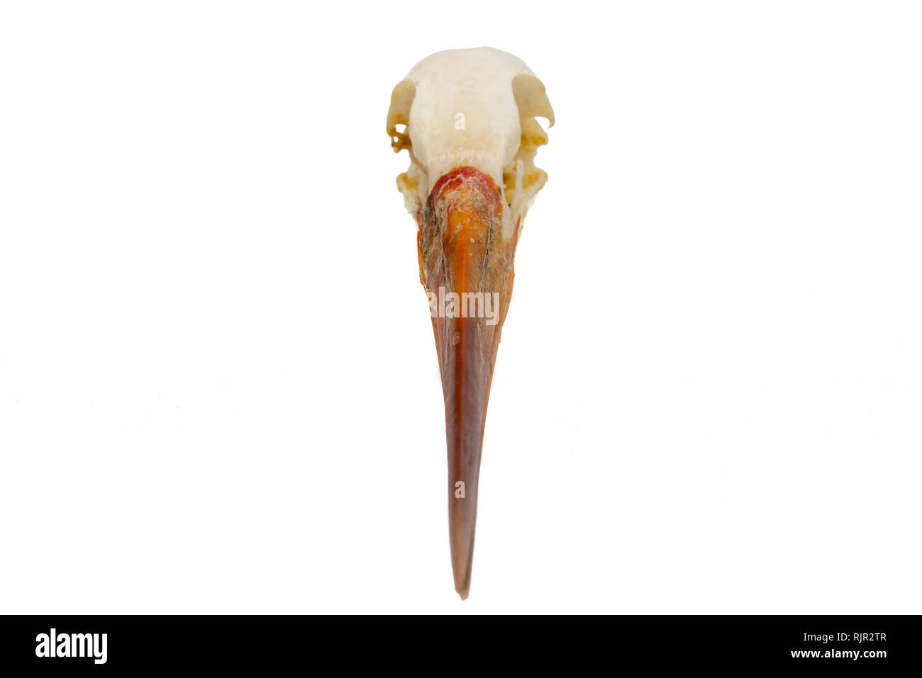 Common stork, Ciconia ciconia, Skull bird with white background Stock ...