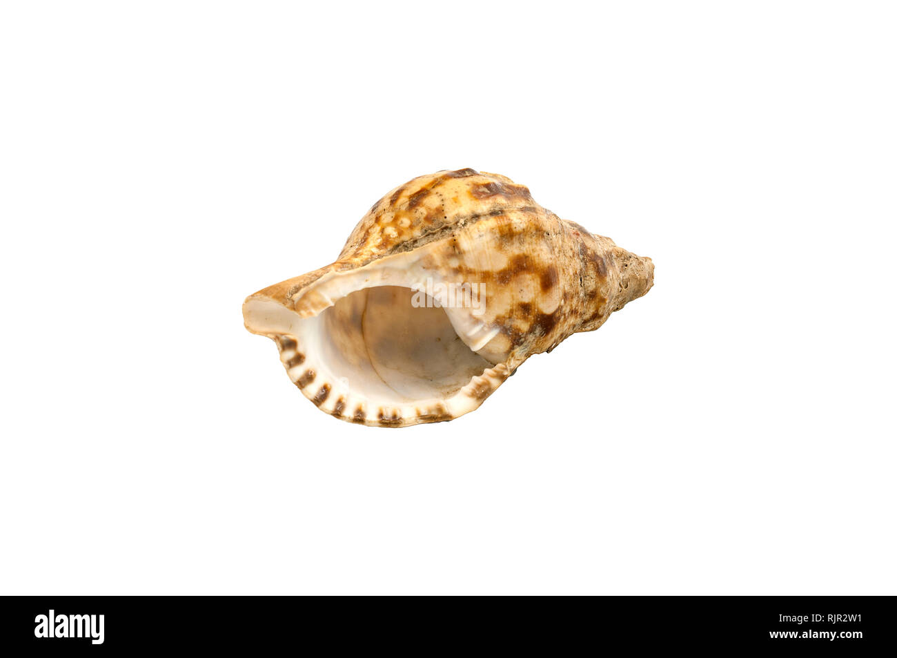 Conch shell with white background Stock Photo - Alamy