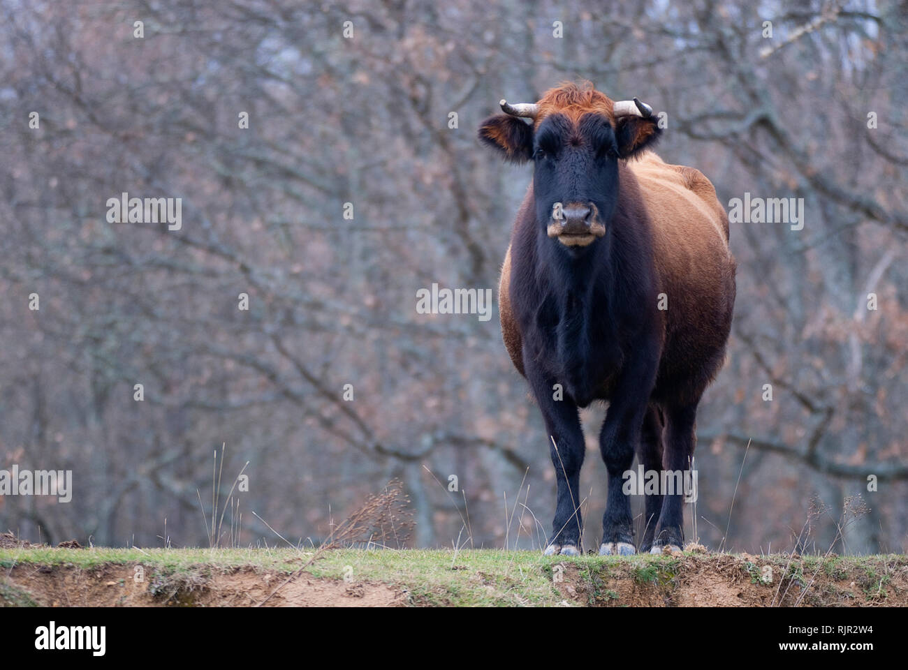 Cow looking straight ahead Stock Photo - Alamy