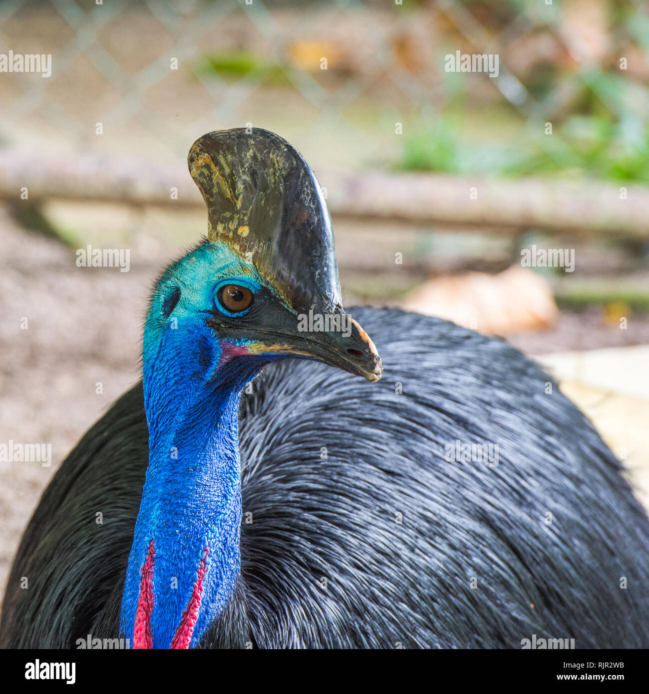 portrait of a beautiful exotic southern cassowary closeup Stock Photo ...