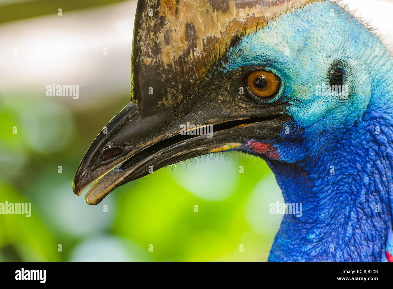 Closeup portrait of a beautiful exotic southern cassowary Stock Photo ...