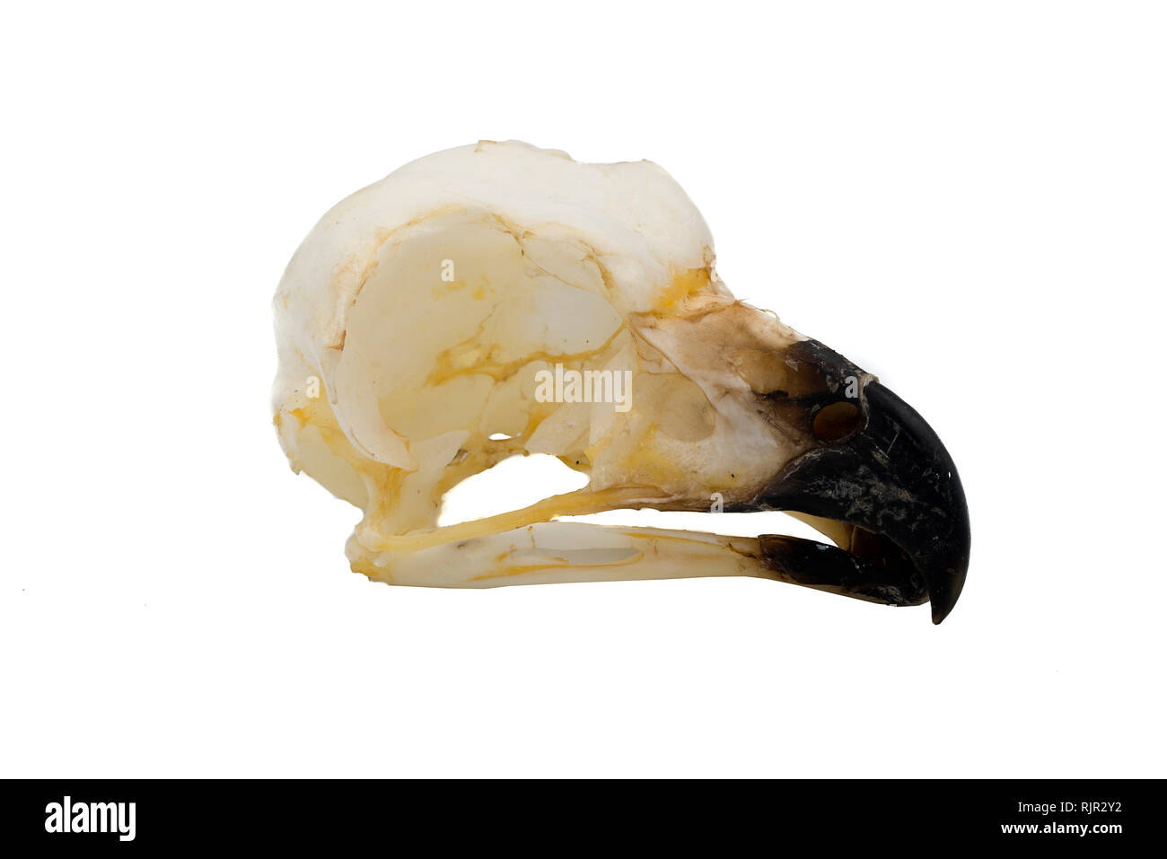 Animal bubo eye wild wildlife Cut Out Stock Images & Pictures - Alamy