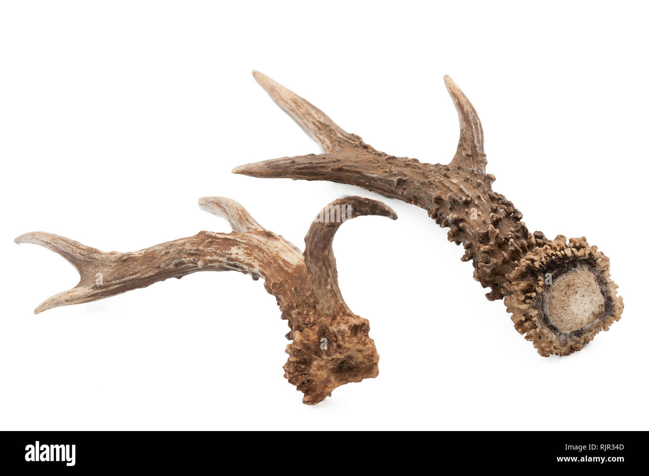 Roe deer (Capreolus capreolus), adult male horns with white background ...