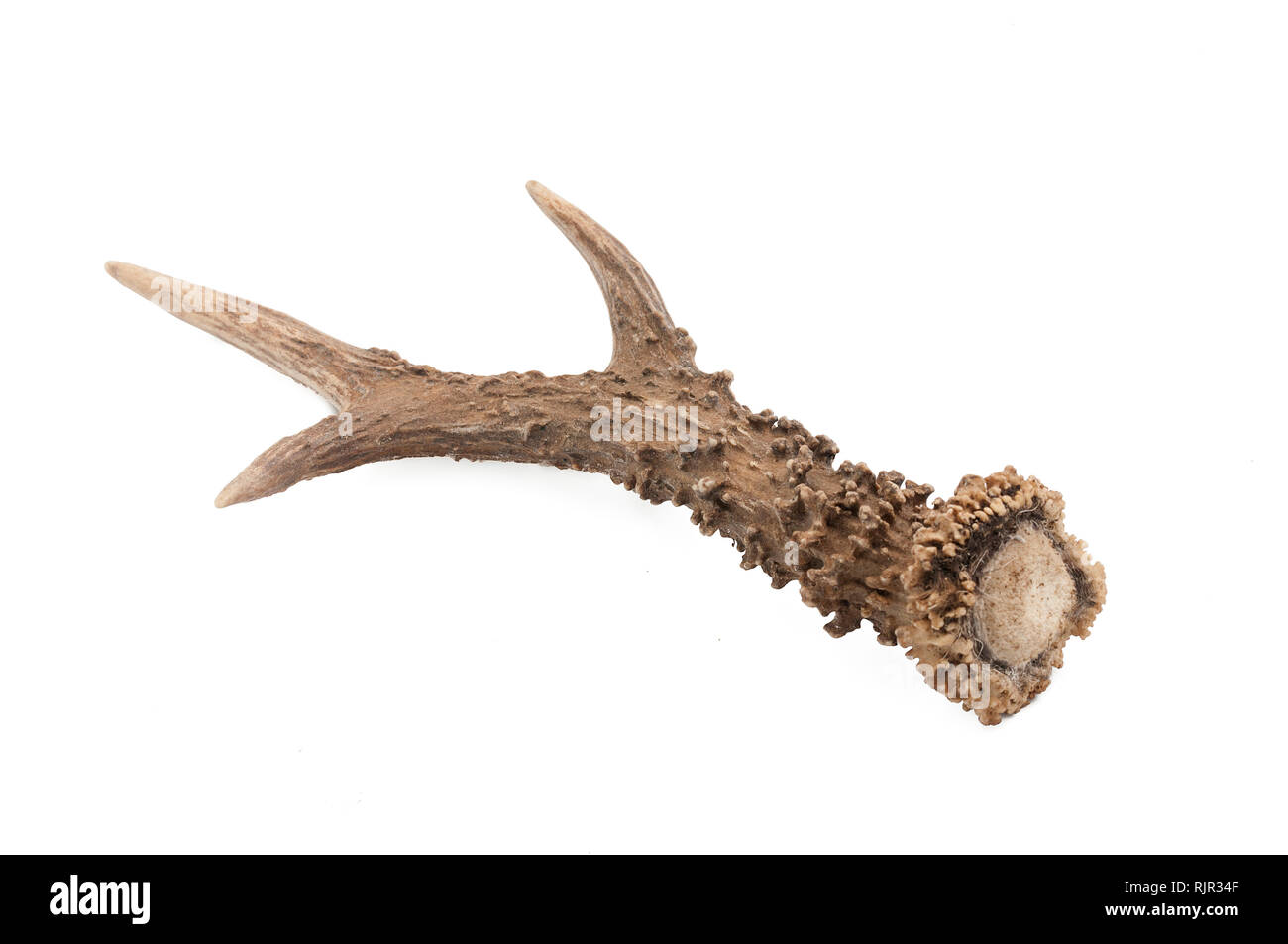 Roe deer (Capreolus capreolus), adult male horns with white background ...