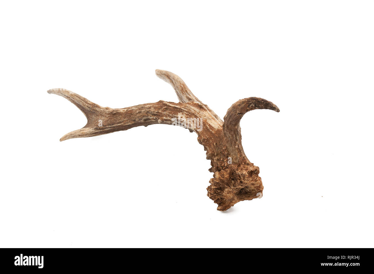 Roe deer (Capreolus capreolus), adult male horns with white background ...