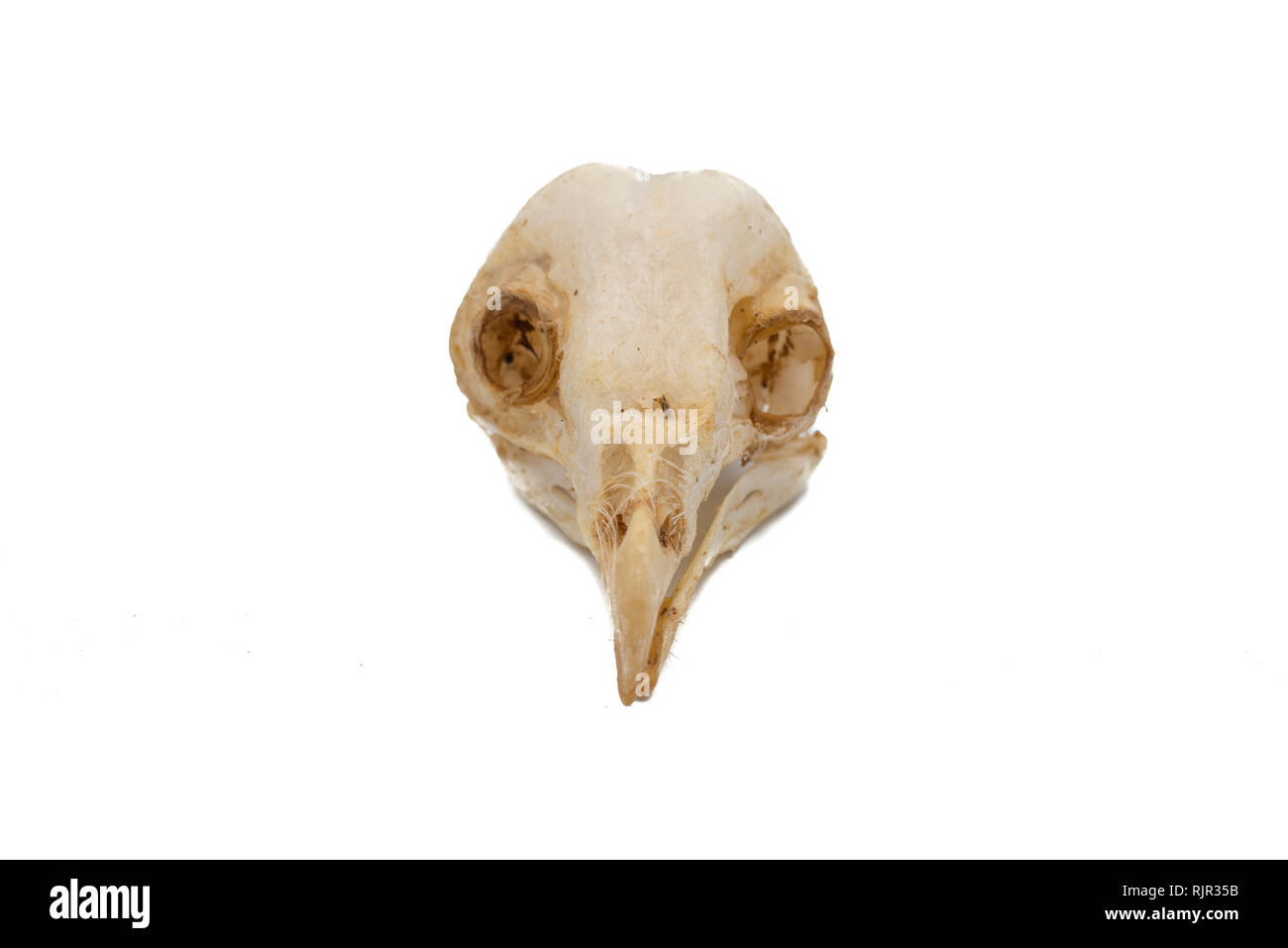 Owl Skull Front