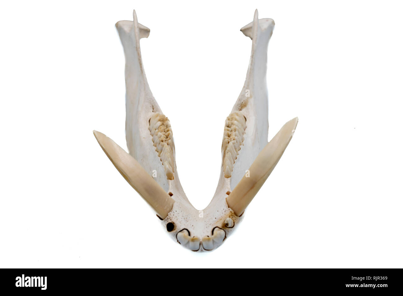 Pig anatomy skeleton hi-res stock photography and images - Alamy