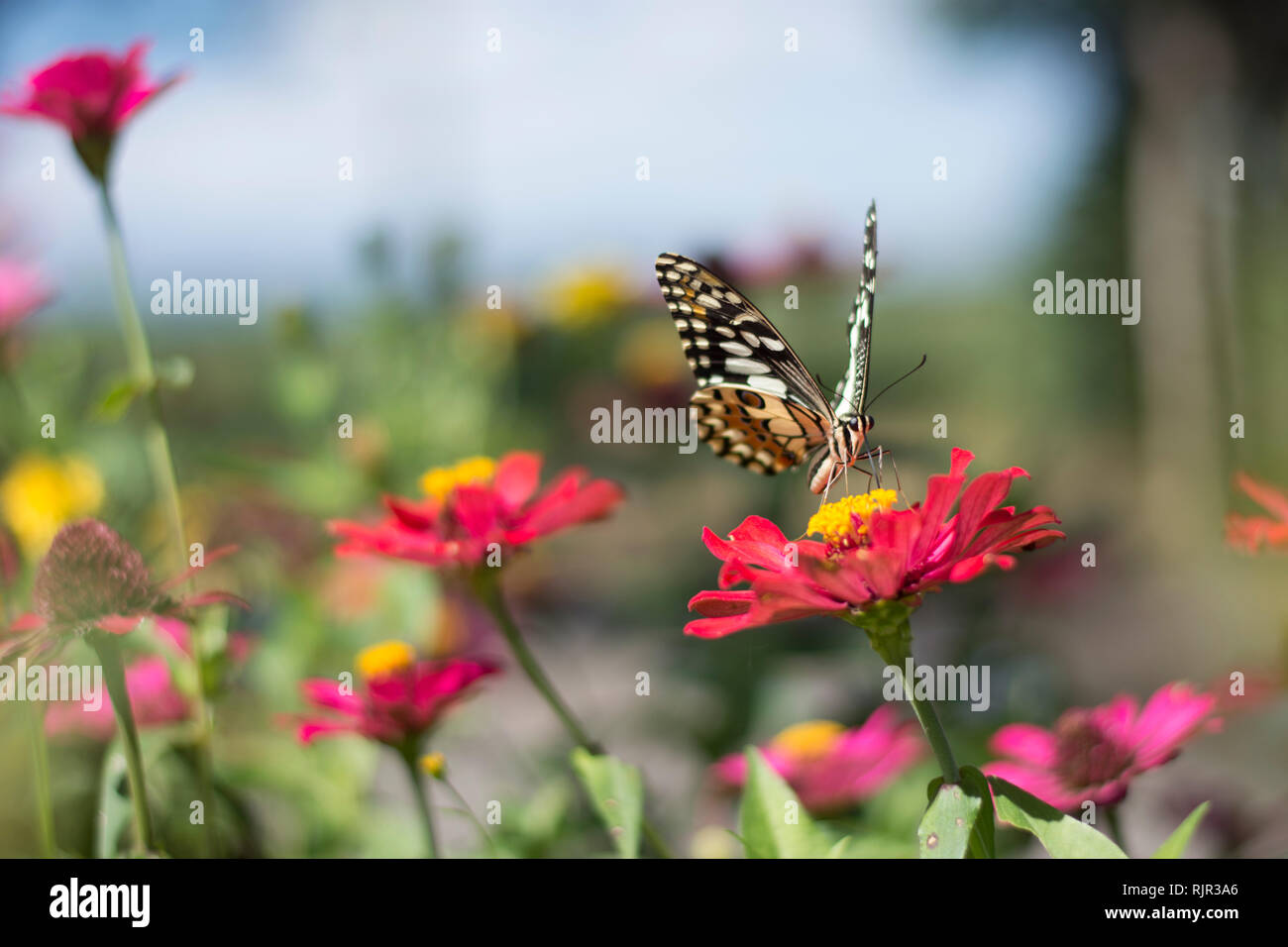 Butterflies in spring flowers Stock Photo - Alamy
