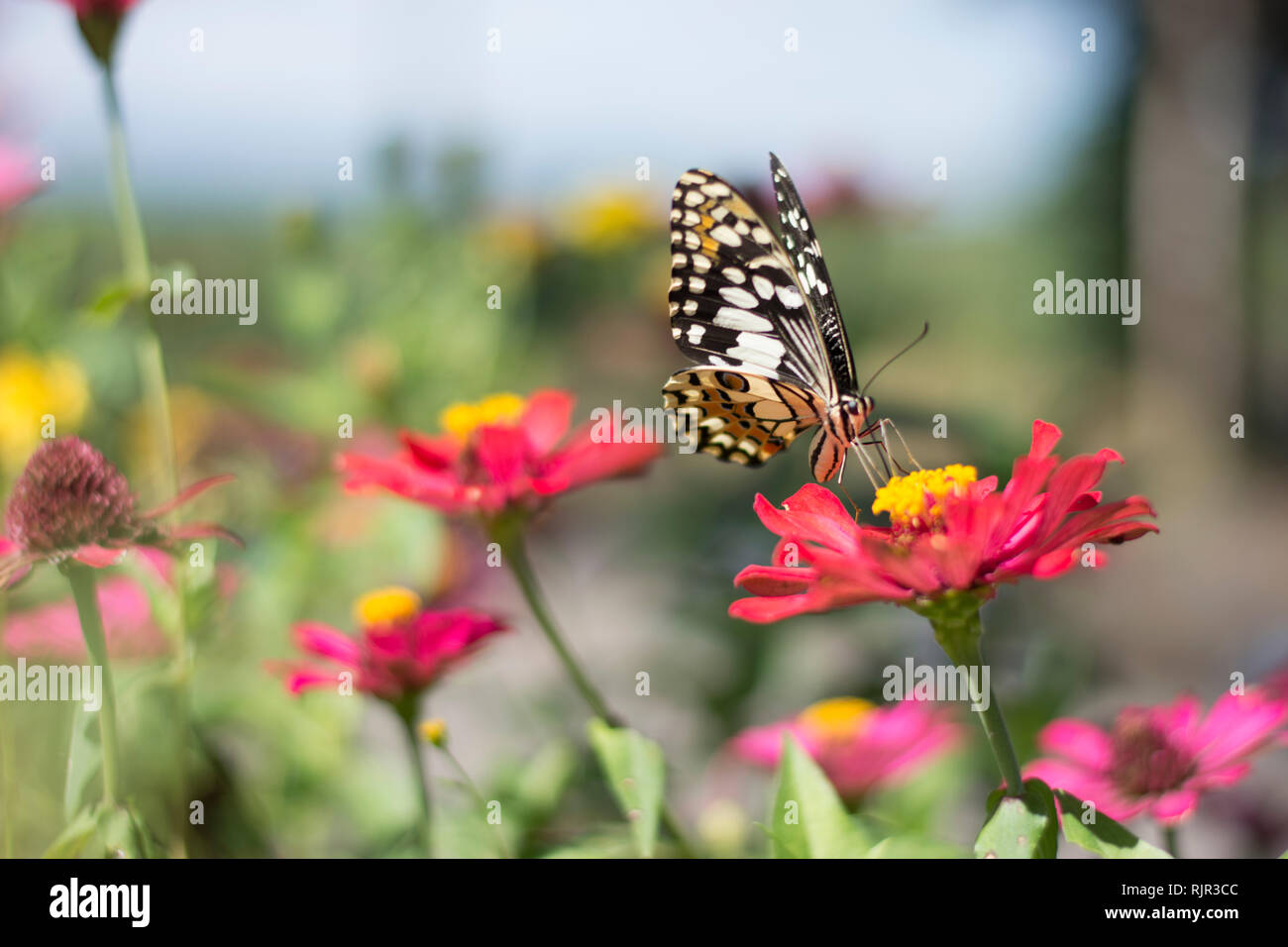 Butterflies in spring flowers Stock Photo - Alamy