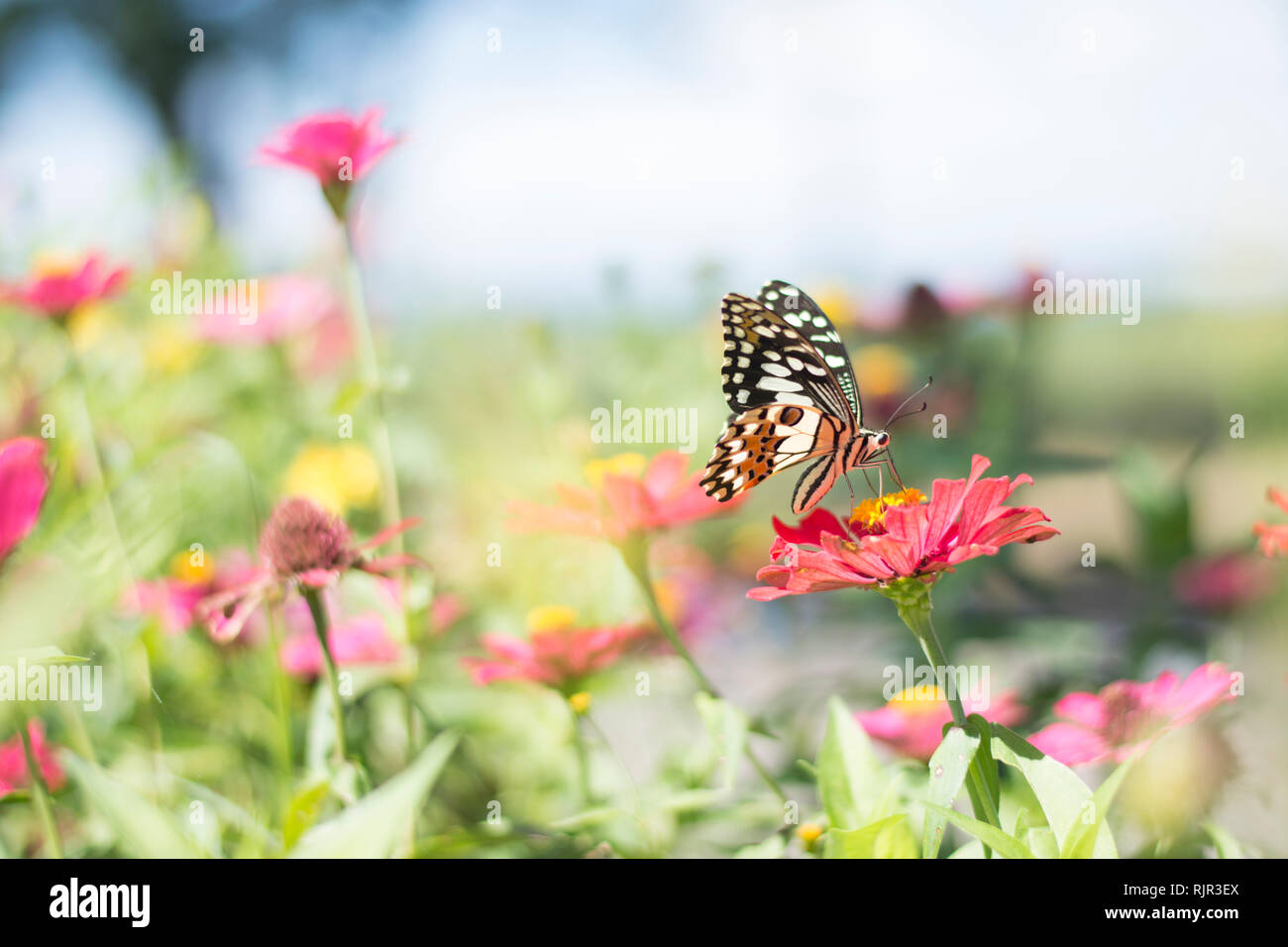 Butterflies in spring flowers Stock Photo - Alamy