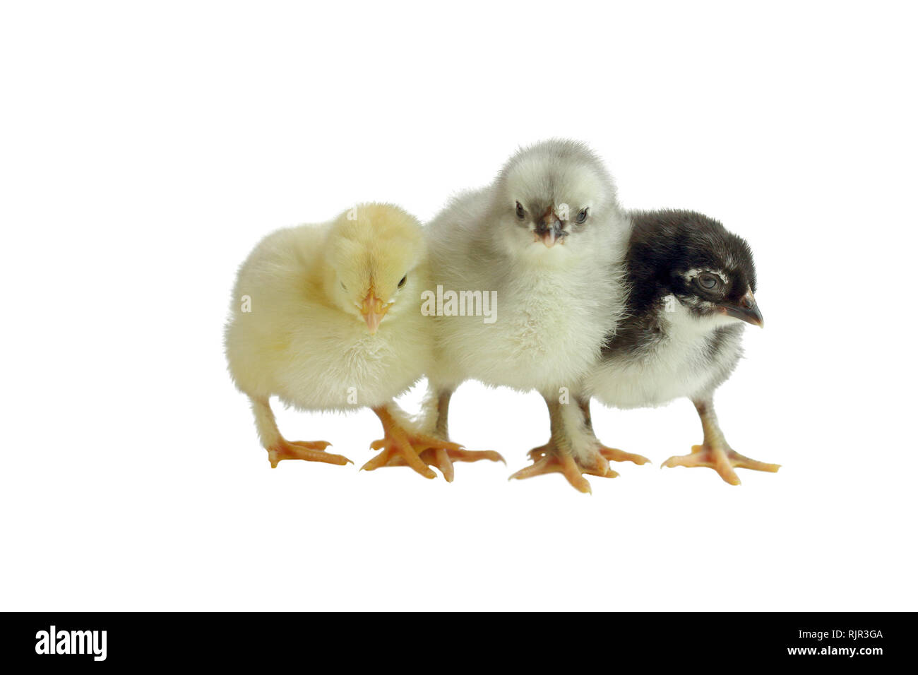 Three color variants of cute French Copper Maran chickens / chicks ...