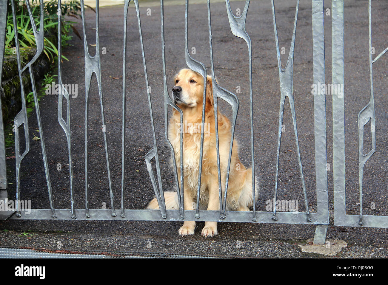 Dogs Behind Gate High Resolution Stock Photography and Images - Alamy