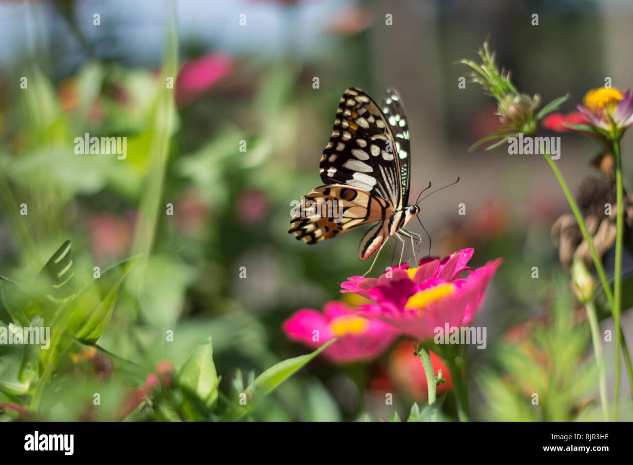 Butterflies in spring flowers Stock Photo - Alamy