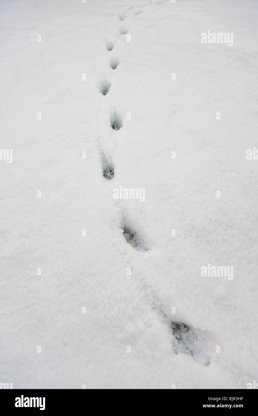 Red fox tracks hi-res stock photography and images - Alamy