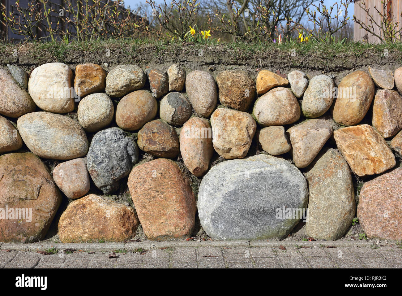 Frisian stone wall planted with Wild daffodil and Ramana roses Stock ...