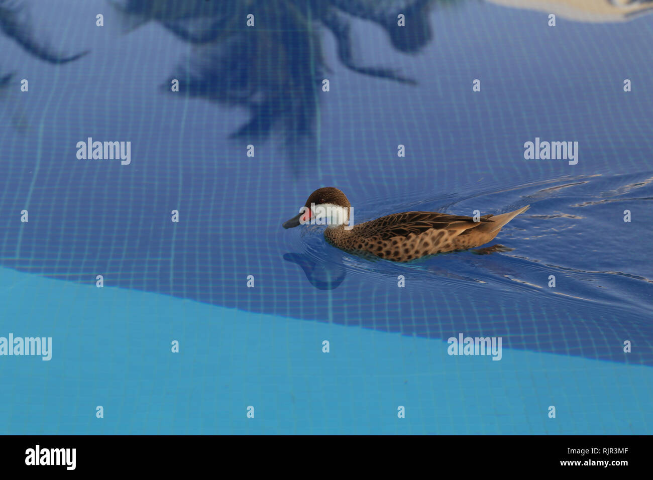Duck flew to the pool. Ducks swim in the pool Stock Photo - Alamy