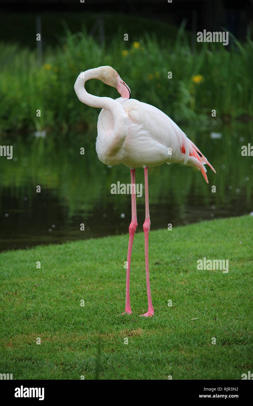 Flamingo standing full length hi-res stock photography and images - Alamy