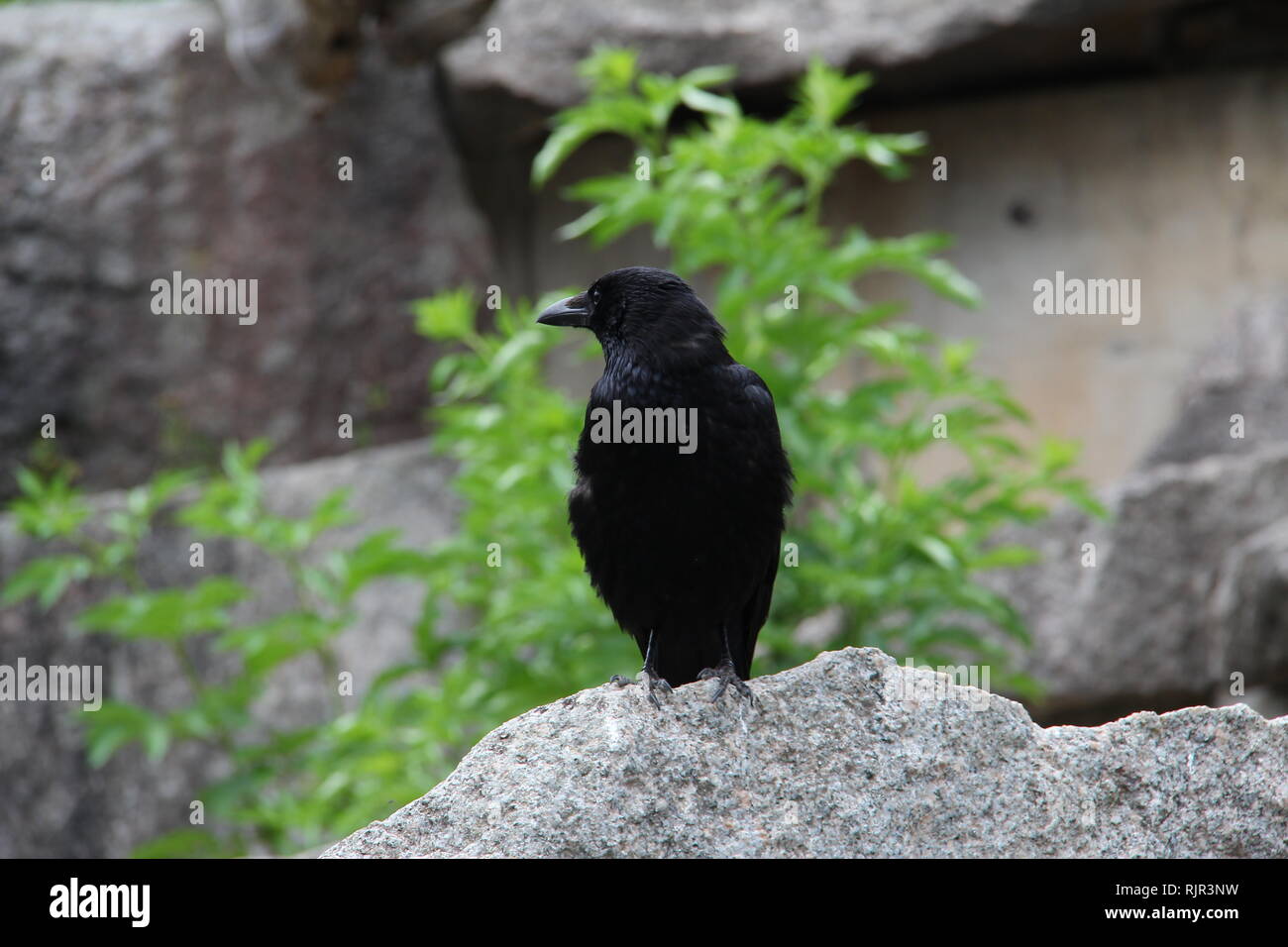 Black Raven / The raven sits on the rocks Stock Photo - Alamy