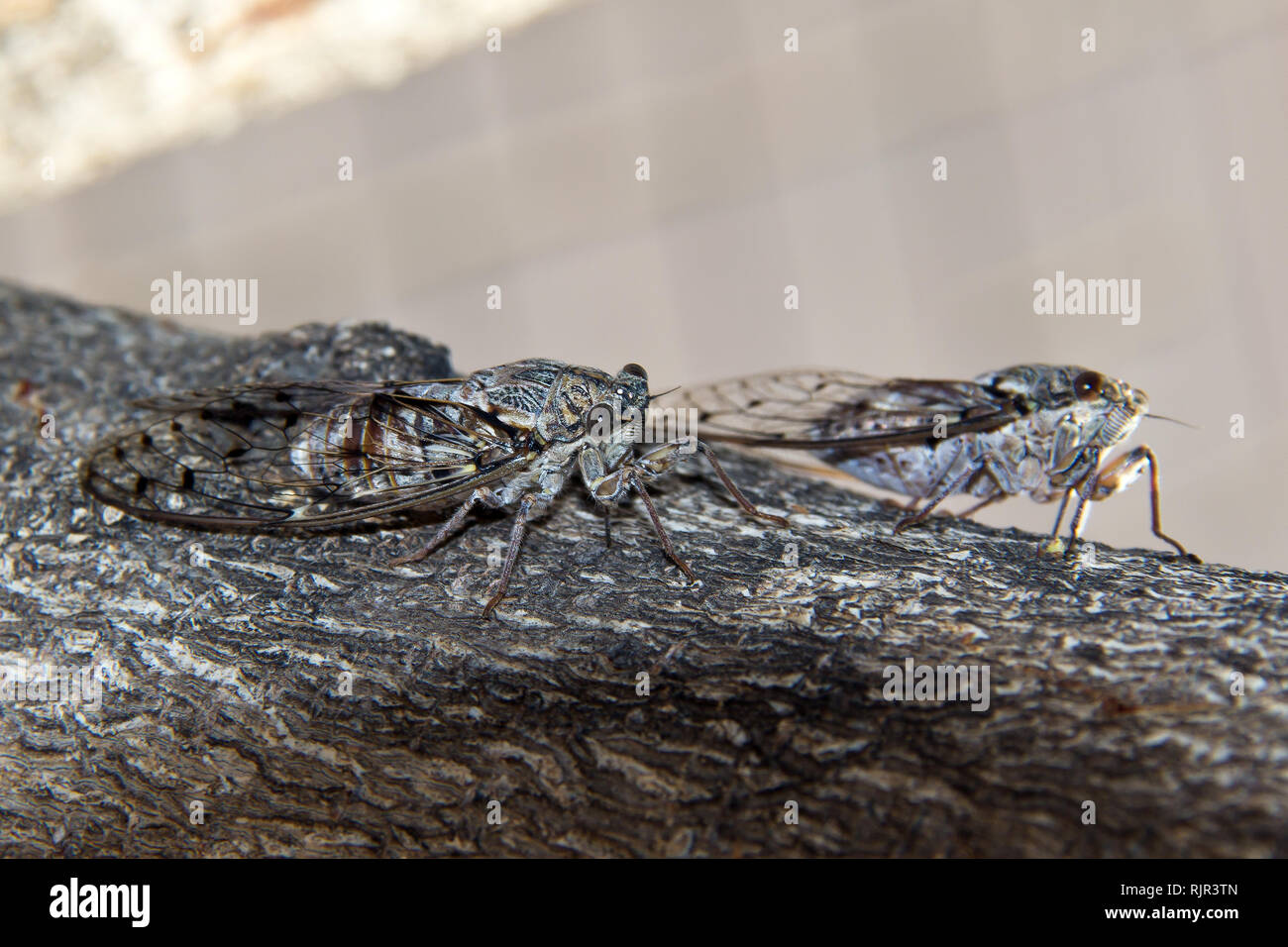 Cicada / Insects living in the southern countries Stock Photo - Alamy