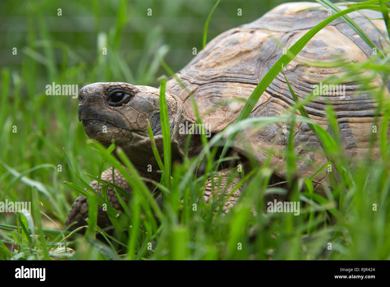 Reptiles / Turtle slowly creeps on the ground Stock Photo - Alamy