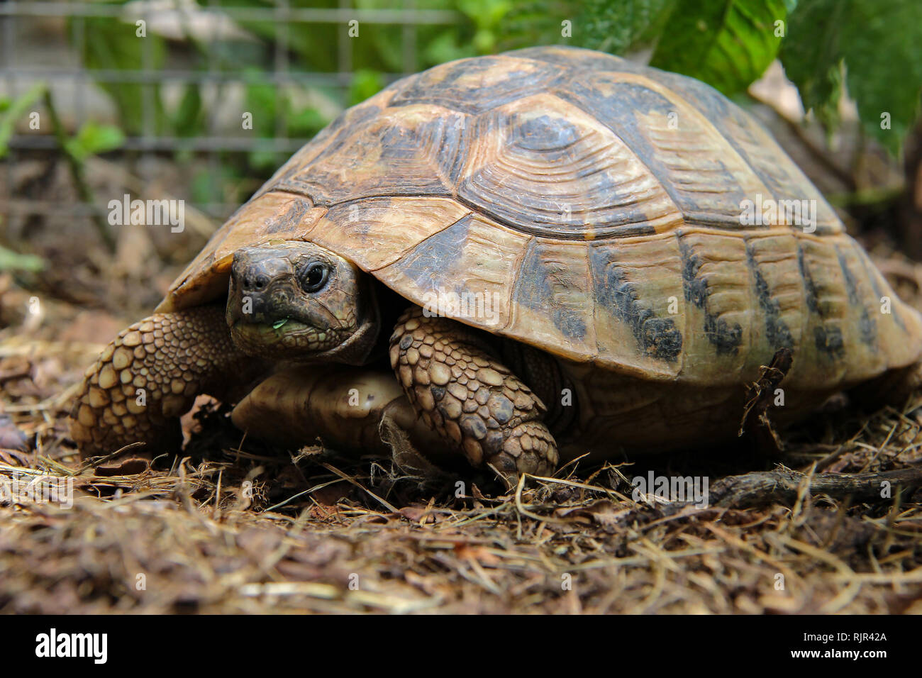 Reptiles / Turtle slowly creeps on the ground Stock Photo - Alamy