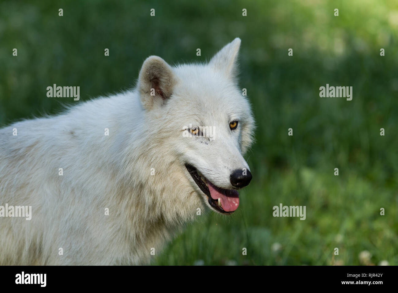 White wolf in the forest Stock Photo - Alamy