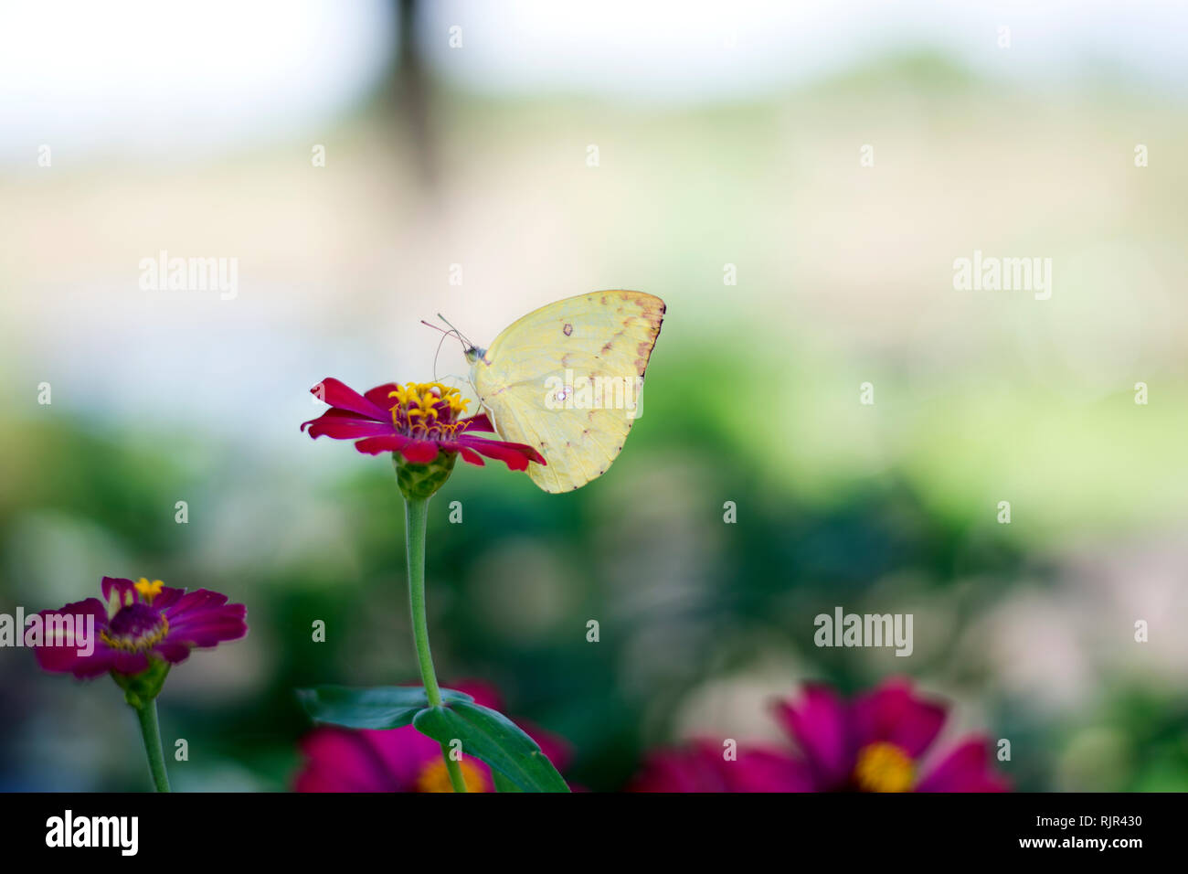 Butterflies in spring flowers Stock Photo - Alamy