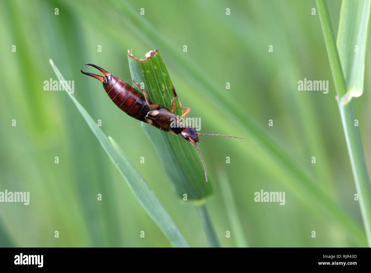 Diplura hi-res stock photography and images - Alamy