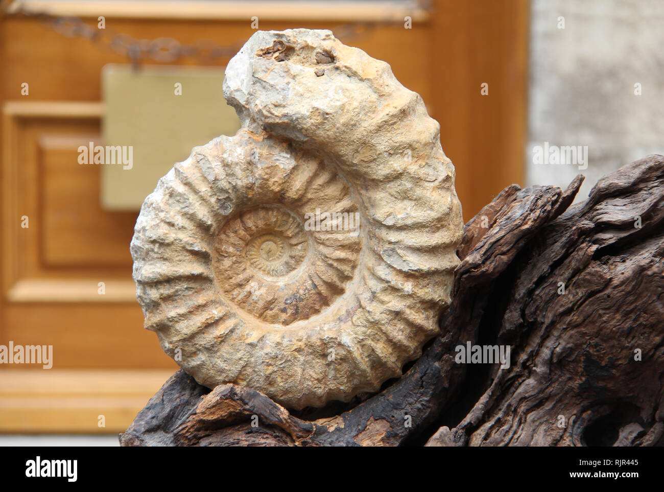 Prehistoric archelogy hi-res stock photography and images - Alamy