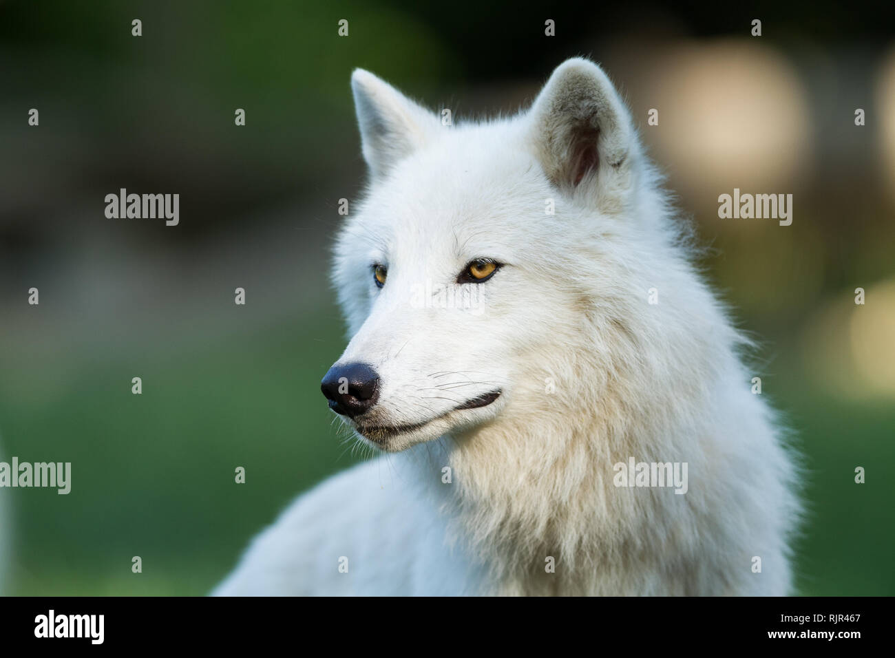 White wolf in the forest Stock Photo - Alamy
