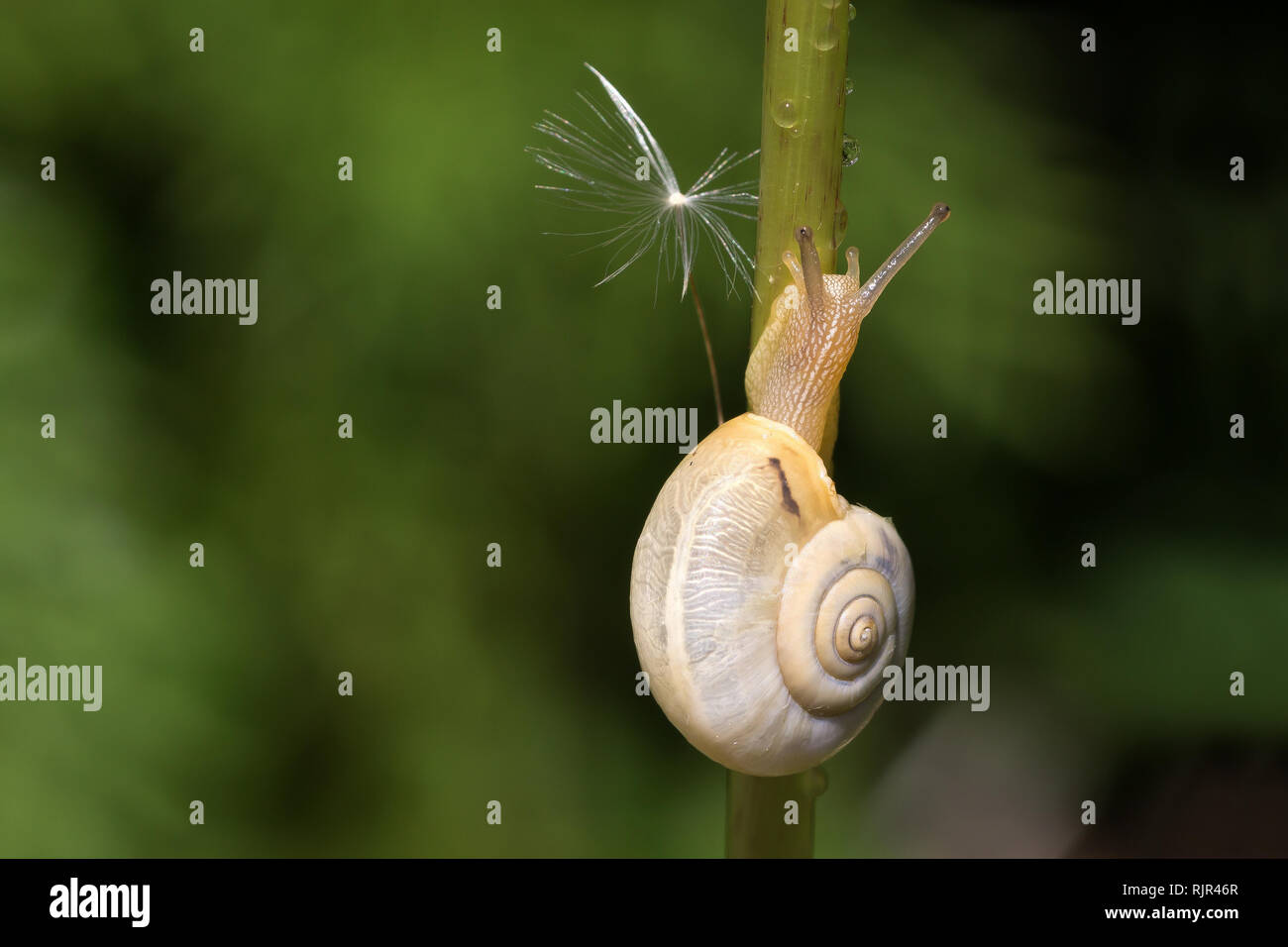 Snails at plant hi-res stock photography and images - Alamy